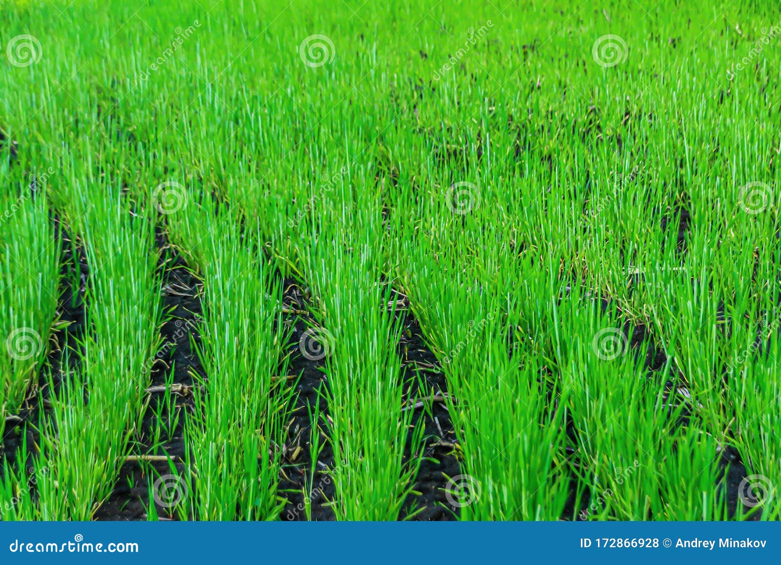 Agricultural Crops in Rows Close Up Stock Photo - Image of crop, lush ...