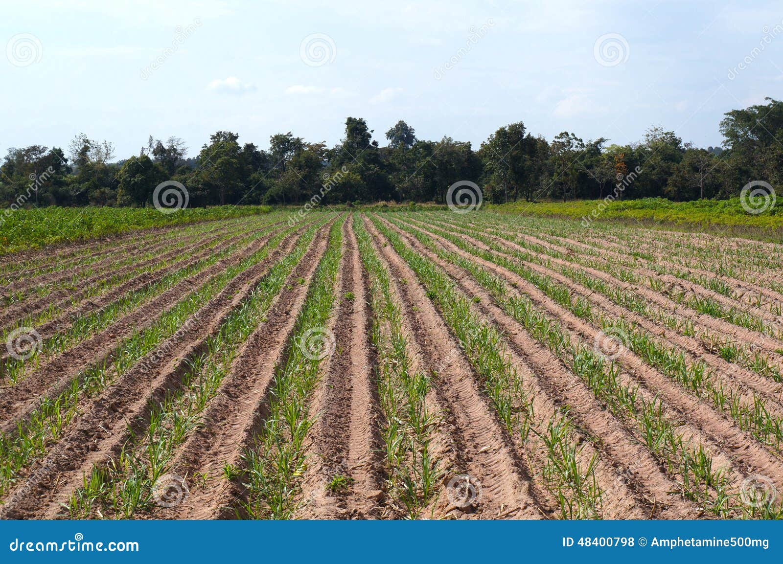 Agricultural cultivation stock photo. Image of tillage - 48400798