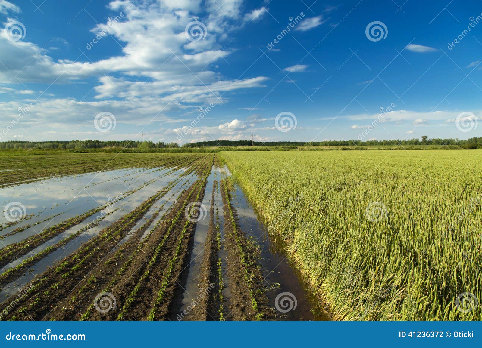 Agricultural Disaster, Fields of Flooded Crops Stock Photo - Image of ...