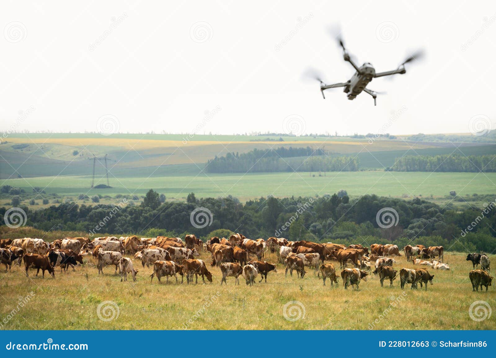 Agricultural Drone Watching a Herd of Cows Stock Image - Image of herd ...