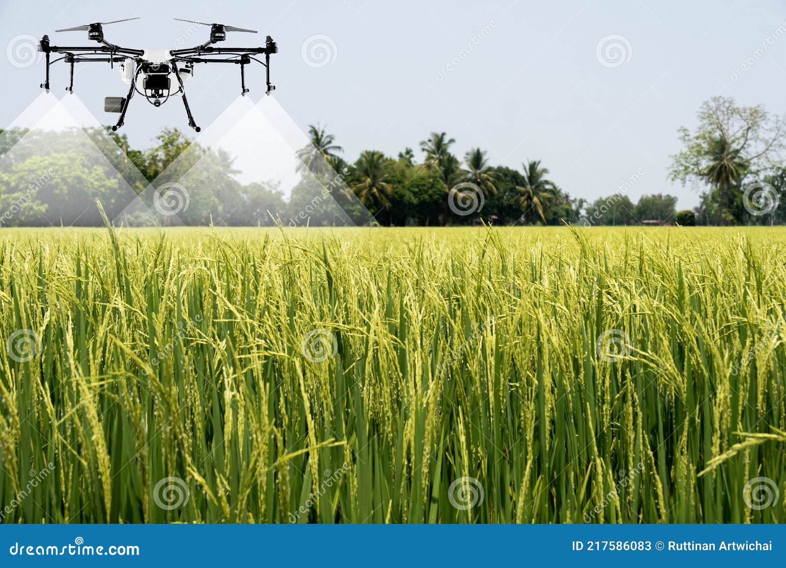 Agricultural Drones To Spray Paddy Fields in Popular Thailand Stock ...