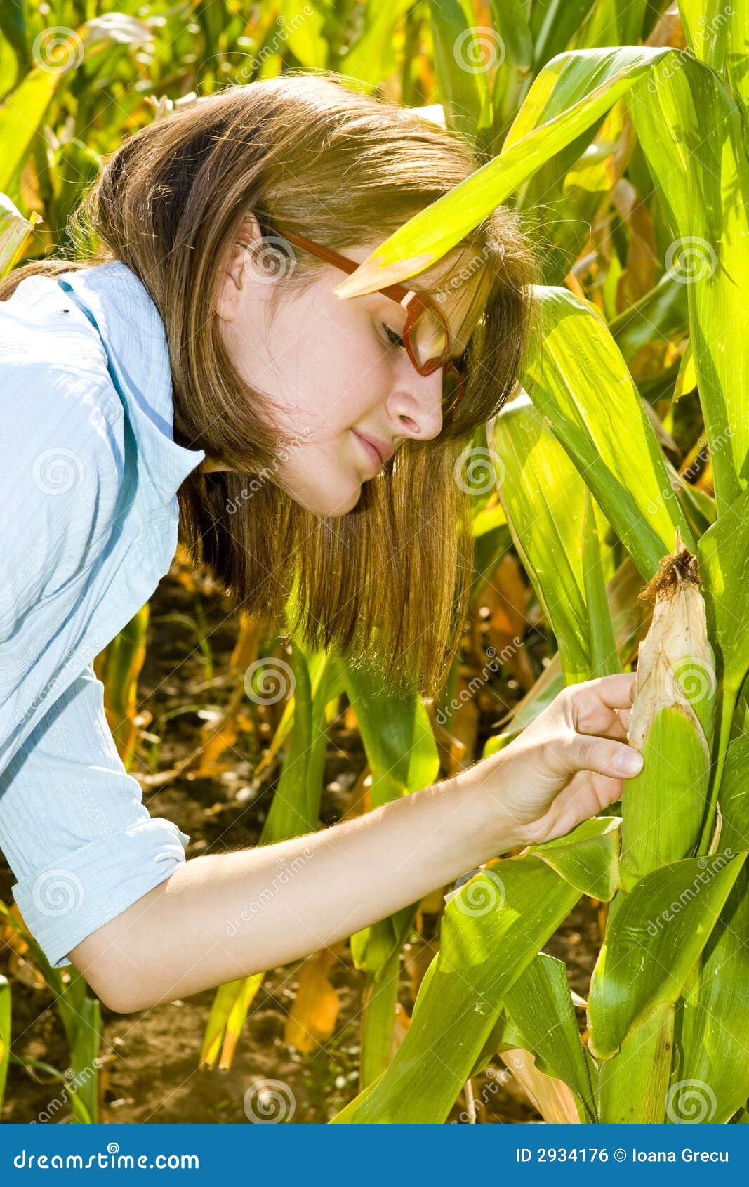Agricultural Engineer in Corn Field Stock Photo - Image of cereal ...