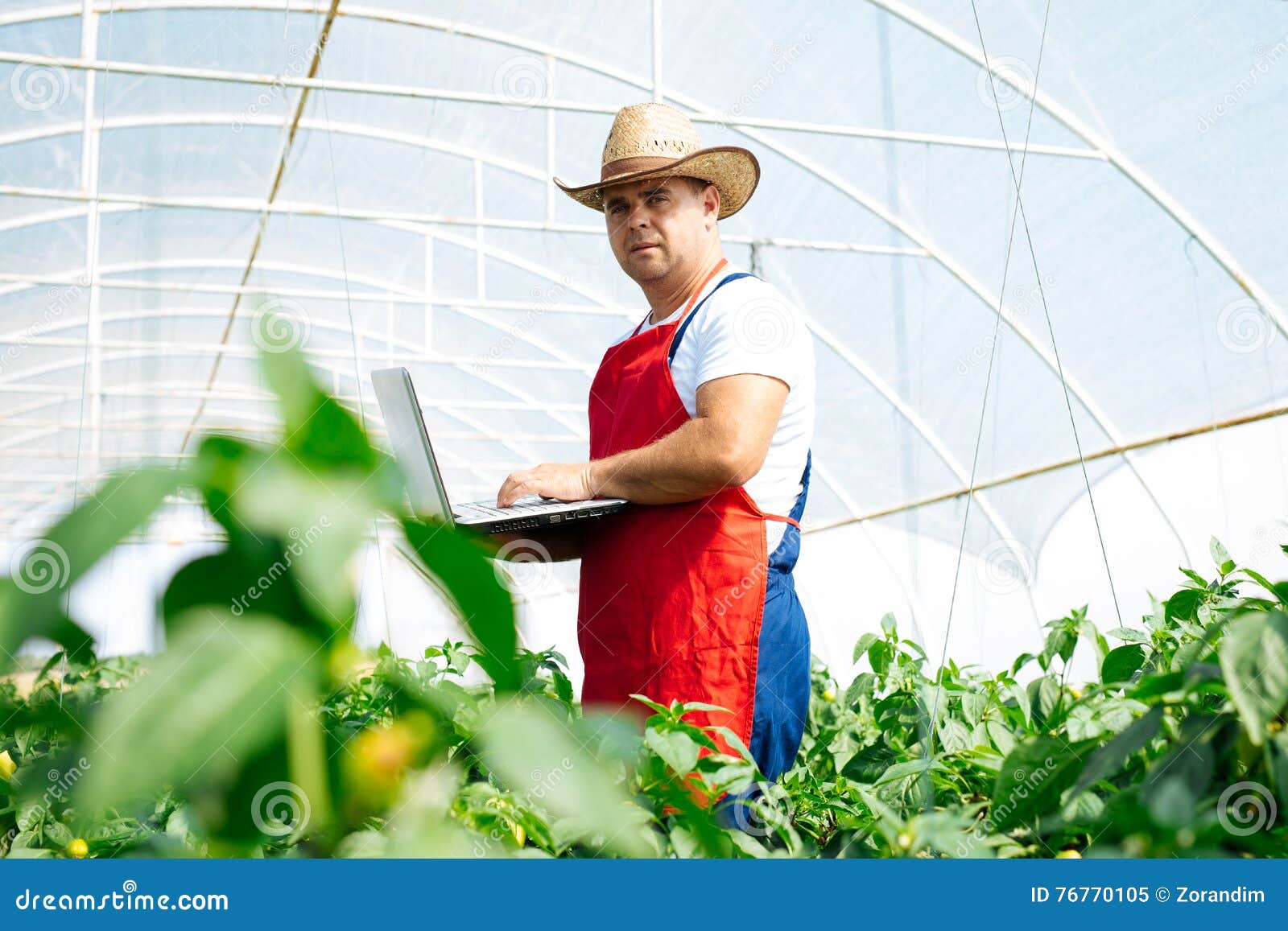 Agricultural Engineer Working in the Greenhouse. Stock Image - Image of ...