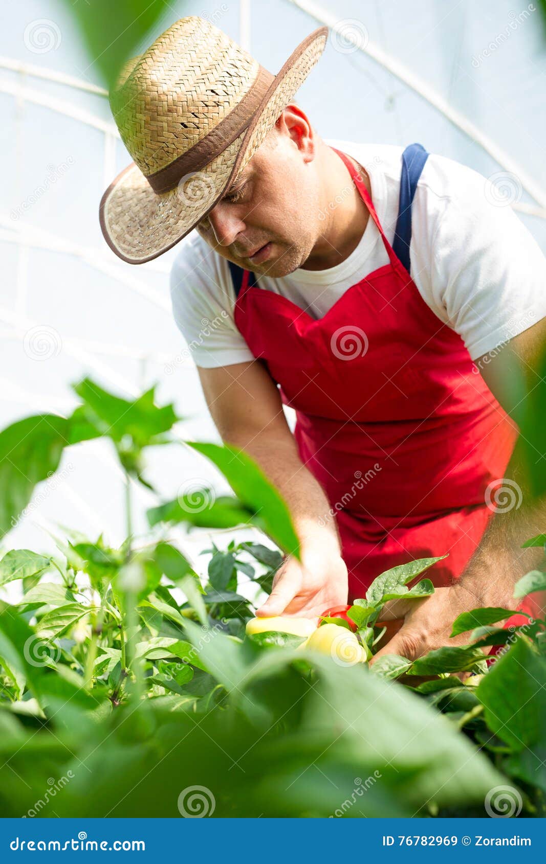 Agricultural Engineer Working in the Greenhouse. Stock Image - Image of ...
