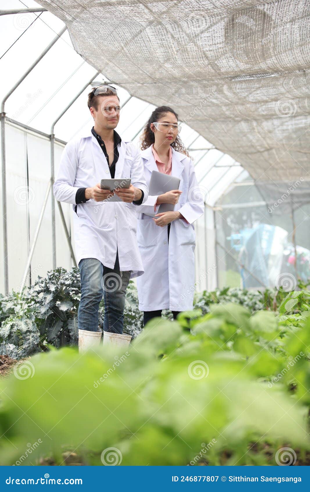 Agricultural Engineers Test Plants Health and Analyze Data with Tablet ...