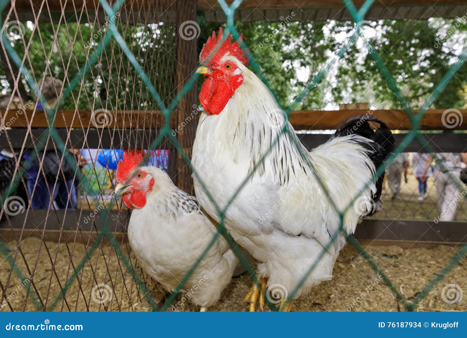 Agricultural Exhibition: Chickens Stock Photo - Image of fauna ...