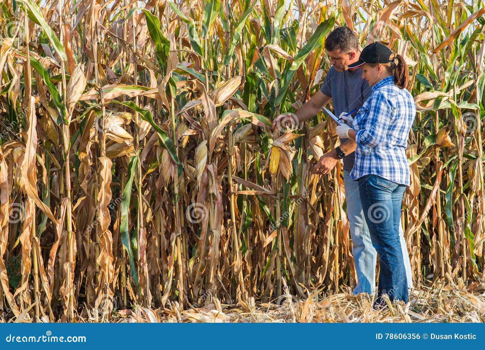 Agricultural Expert Inspecting Quality of Corn Stock Photo - Image of ...