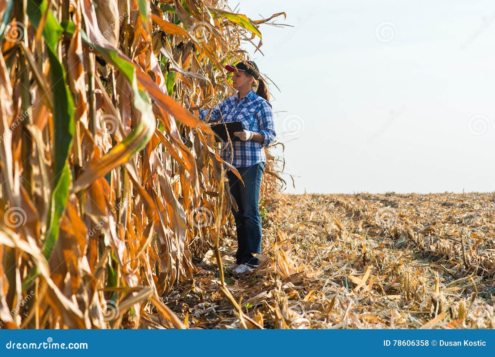 Agricultural Expert Inspecting Quality of Corn Stock Photo - Image of ...
