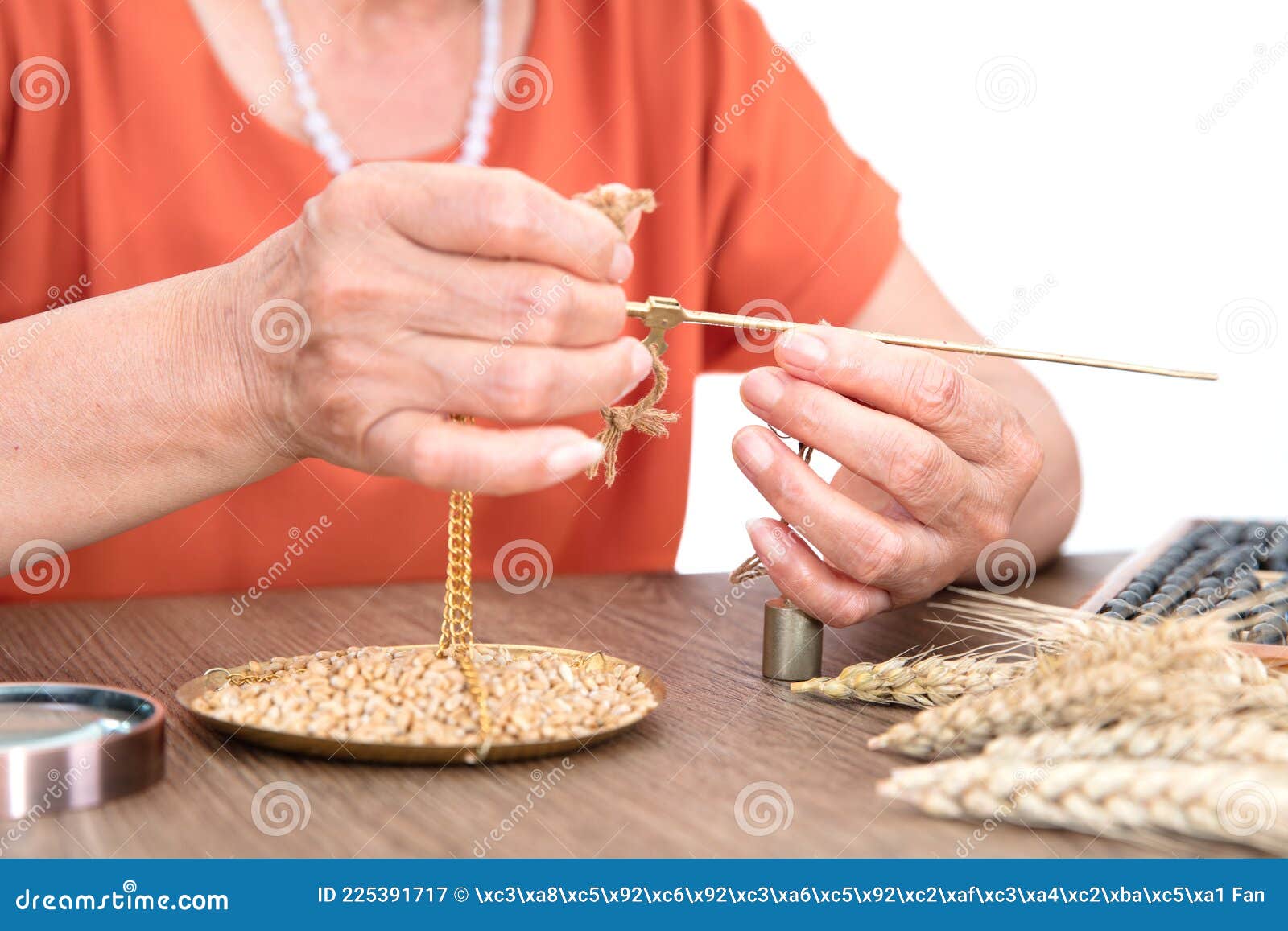 Agricultural Experts are Estimating the Output of New Wheat by Sampling ...