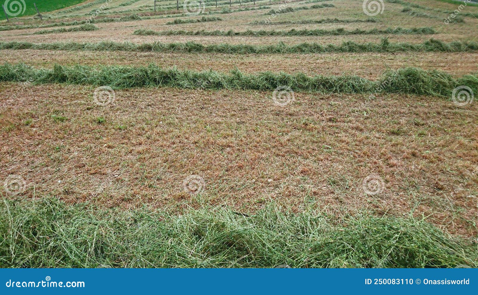 Agricultural Farming. Hay stock photo. Image of agricultural - 250083110