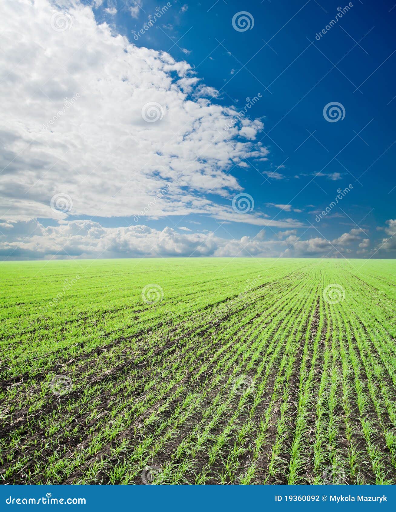 Agricultural field stock photo. Image of green, idyllic - 19360092