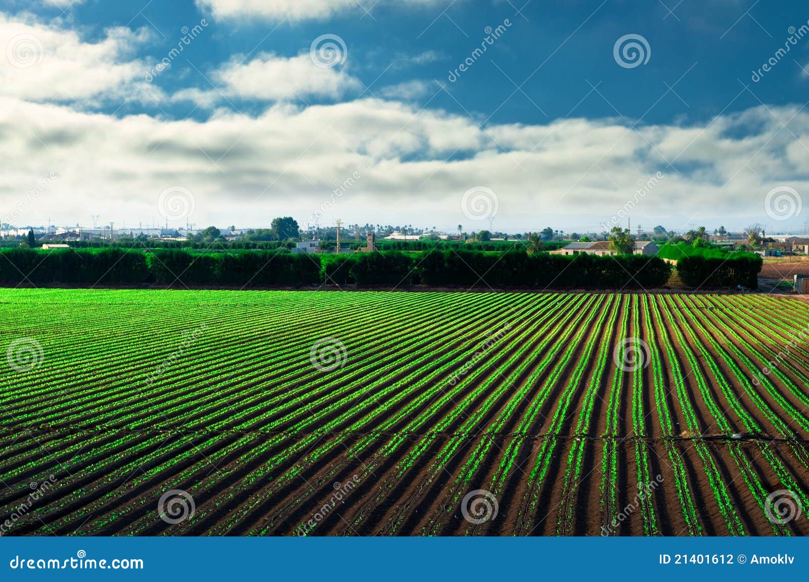 Agricultural field stock photo. Image of farming, agribusiness - 21401612