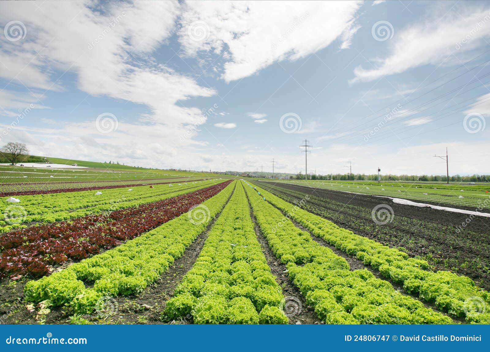 Agricultural field stock image. Image of crop, industry - 24806747