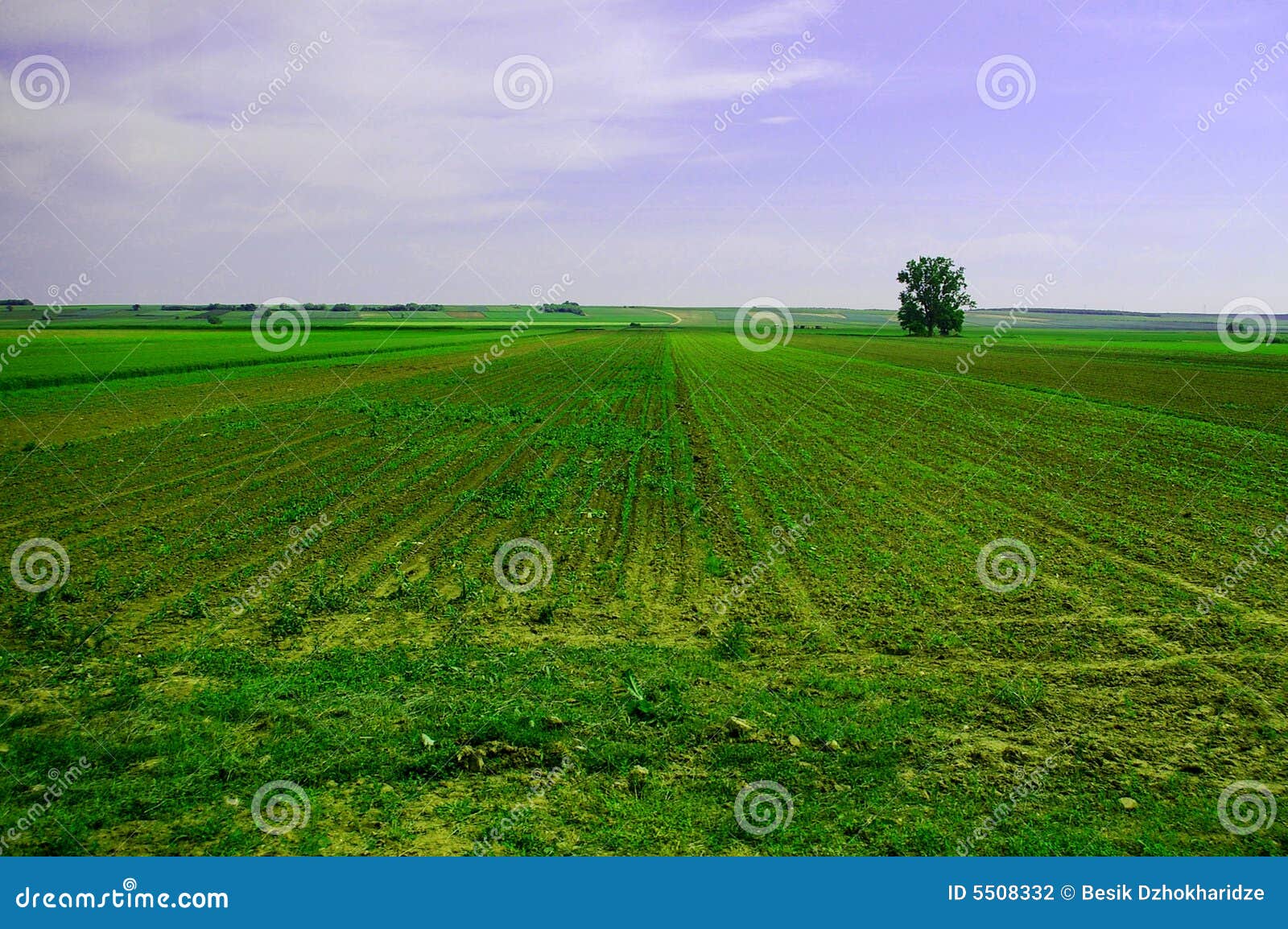Agricultural field stock photo. Image of farm, crops, corn - 5508332