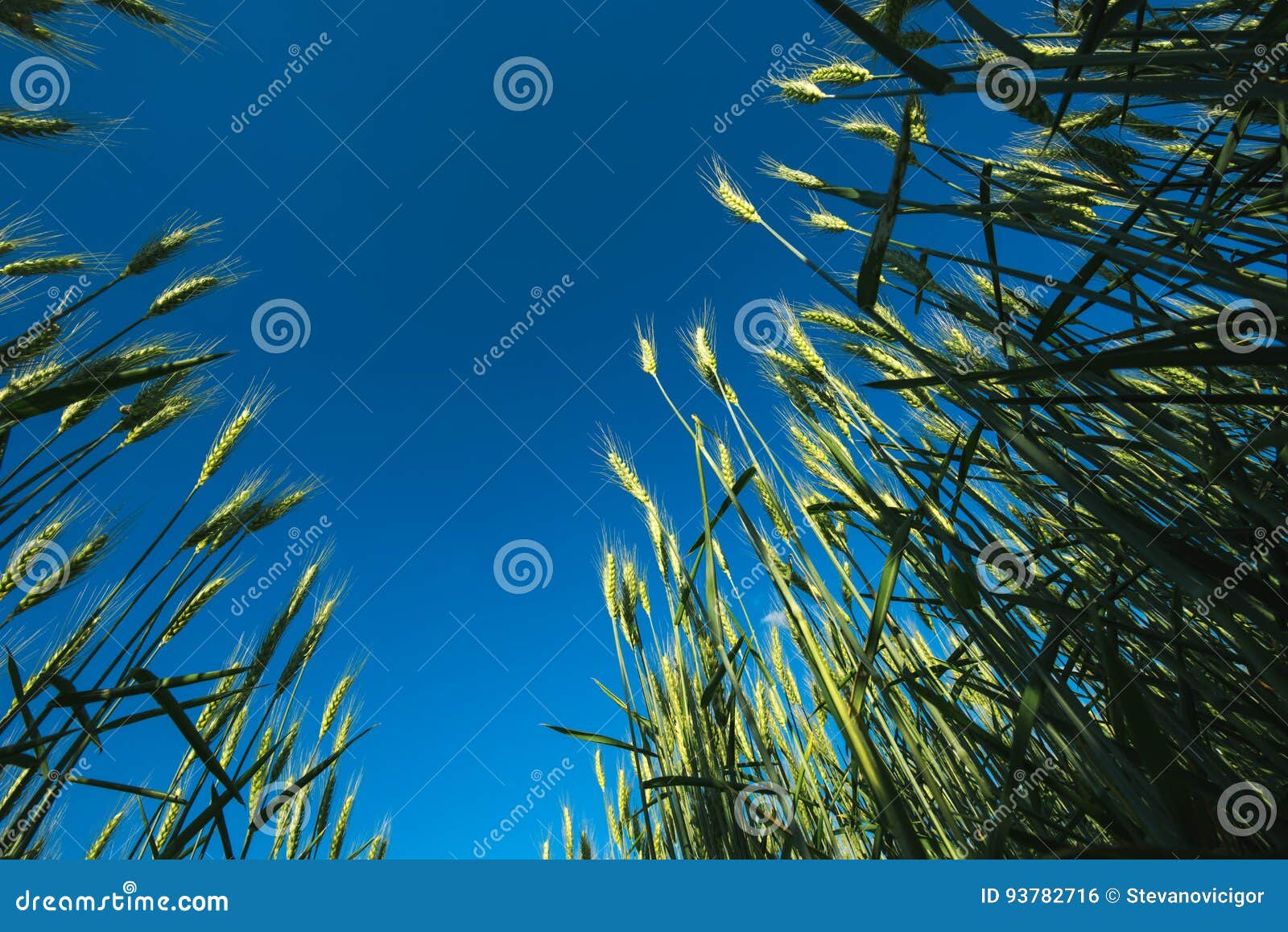 Agricultural Field of Barley Crops, Low Angle View Stock Photo - Image ...