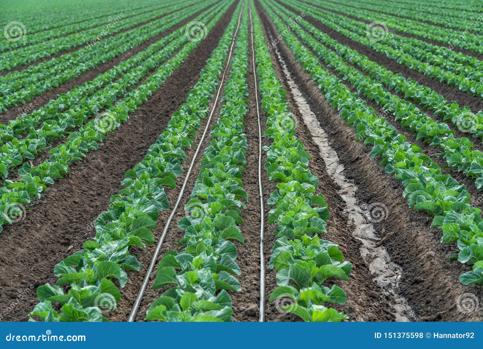 Agricultural Field of Cabbage Plant, Watering System, Sprinkler ... Agricultural Field of Cabbage Plant, Watering System, Sprinkler ...