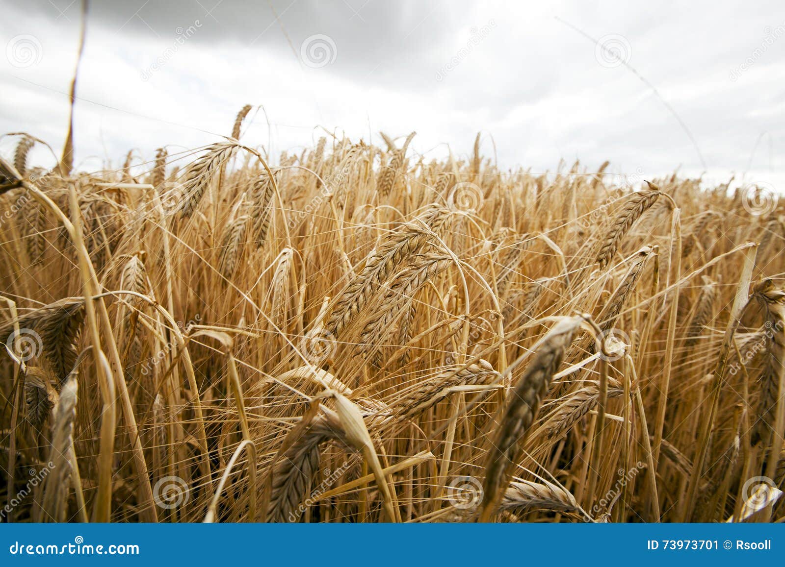 Agricultural Field with Cereal Stock Image - Image of harvesting ...