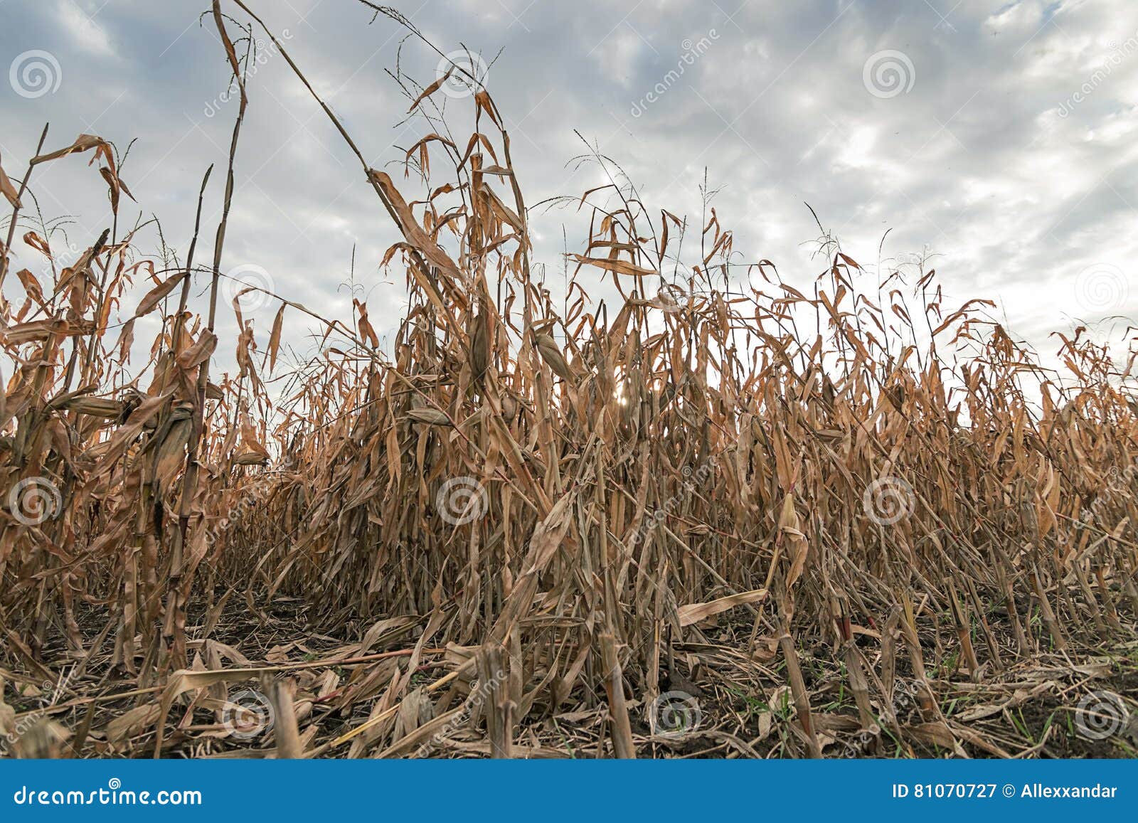 Agricultural Field with Corn Autumn. Corn Field Autumn Stock Image ...