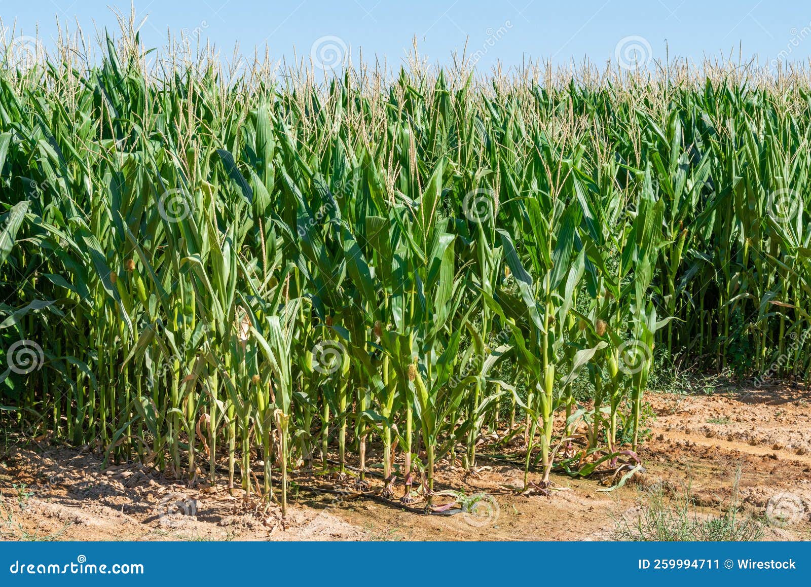 Agricultural Field with Corn Plantation Stock Image - Image of ...