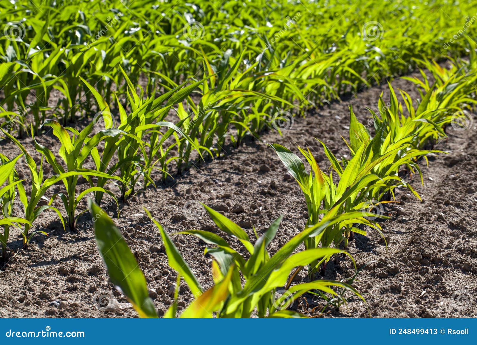 Agricultural Field with Corn in Soil and Mud Stock Image - Image of ...