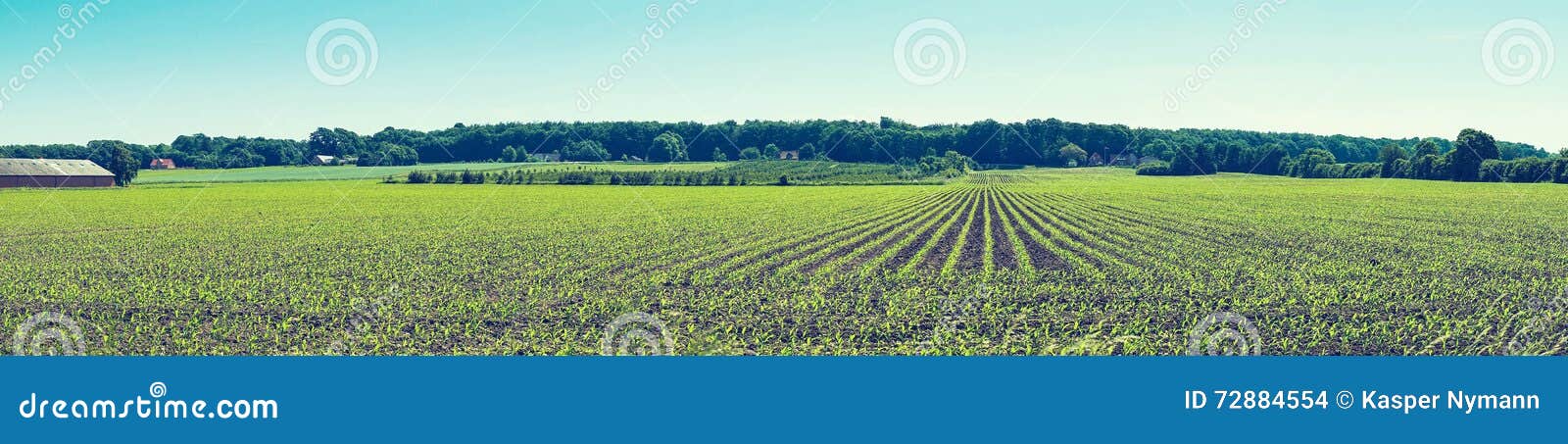 Agricultural Field with Crops on a Row Stock Photo - Image of ...