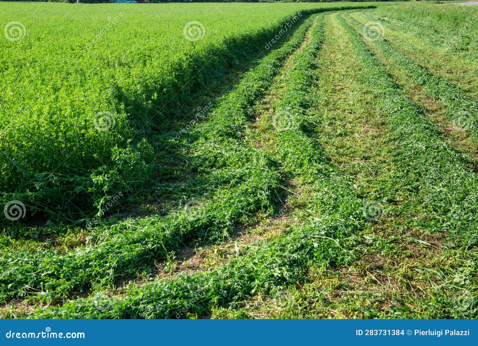 Agricultural Field with Cut Grass Stock Photo - Image of agriculture ...