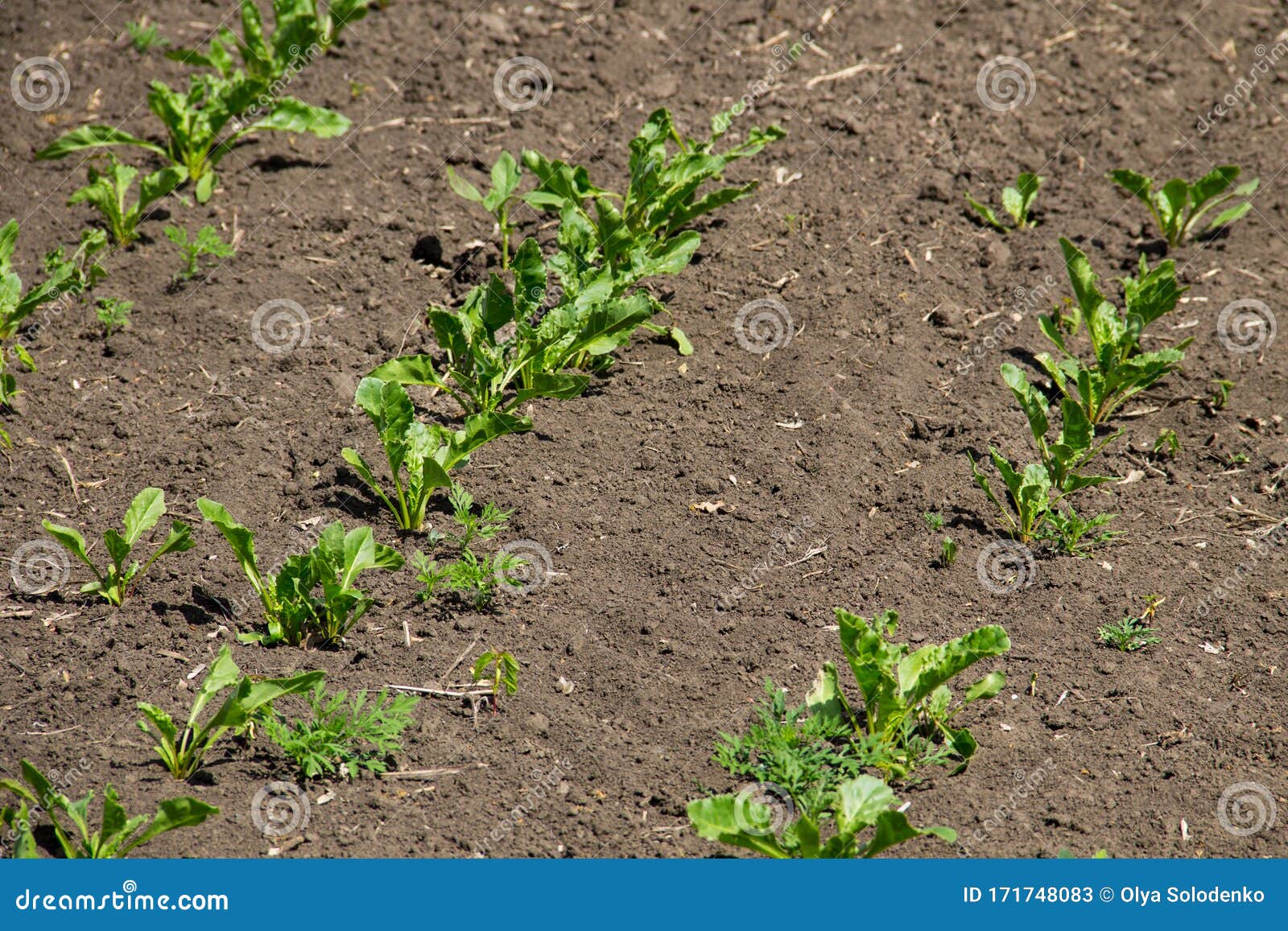 Agricultural Field with Growing Sugar Beets. Beetroot Sprouts Stock ...