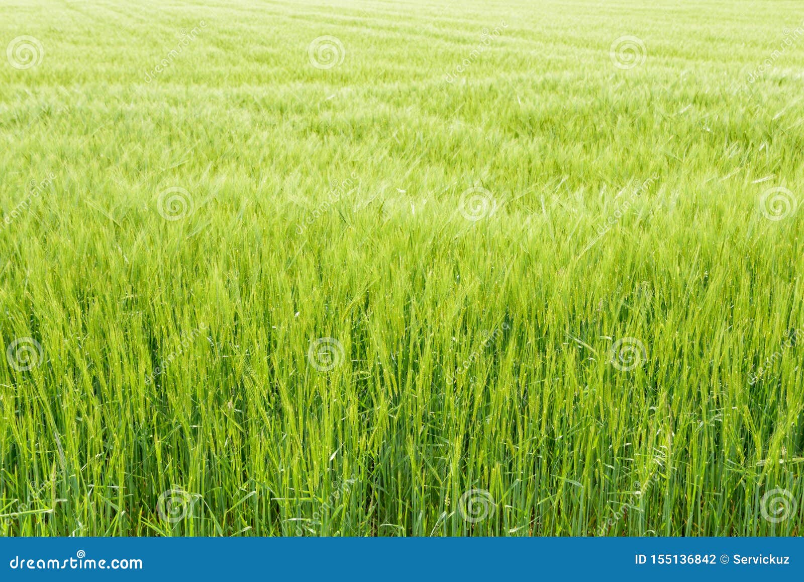 Field Farro Stock Photos - Free & Royalty-Free Stock Photos from Dreamstime