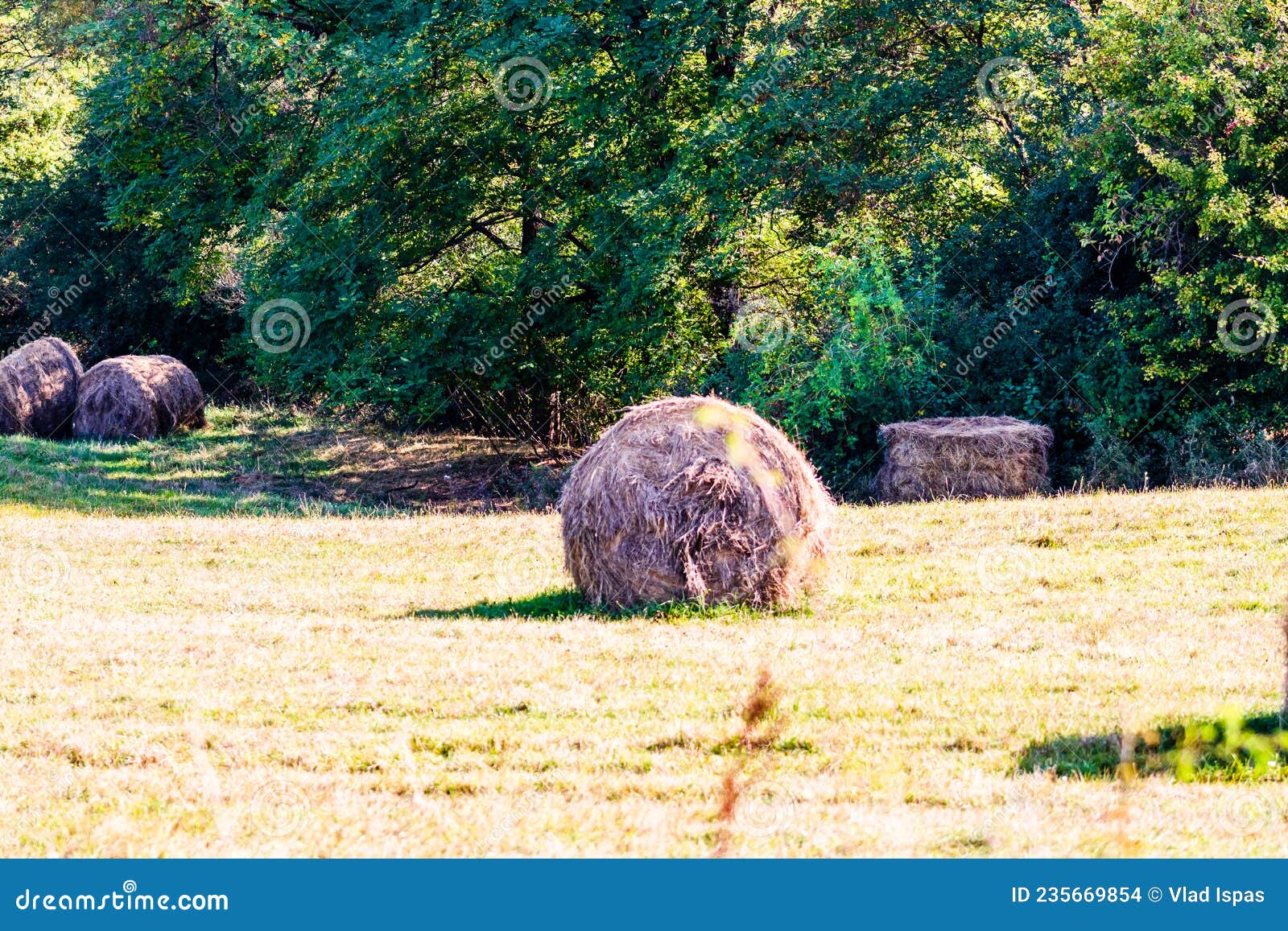 Agricultural Field with Haystacks, Stack of Round Hay Bales. Hay Balls ...