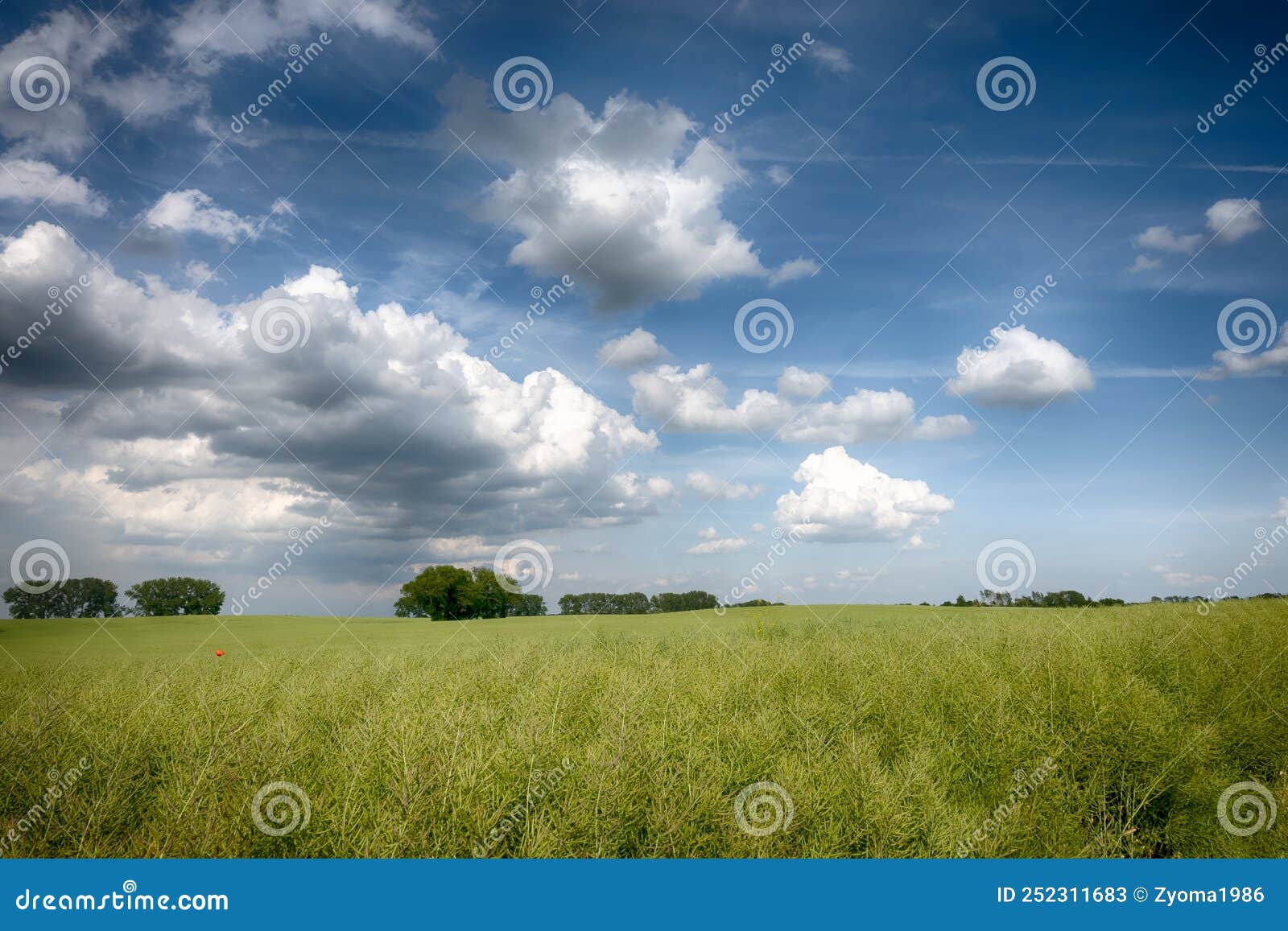 Agricultural Field Landscape with a Clouds in the Sunny Day Stock Image ...