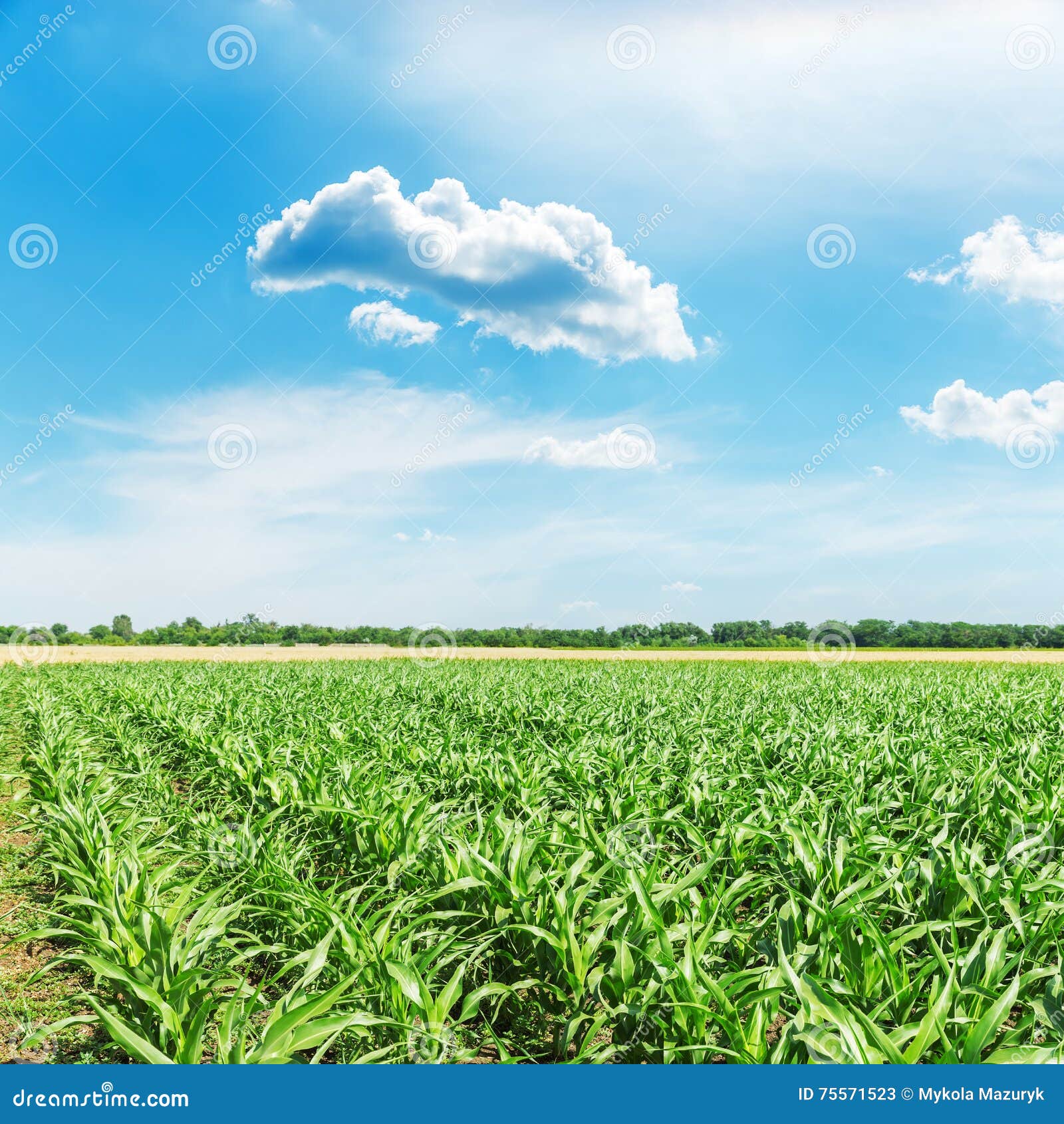 Agricultural Field with Maize and Blue Sky Stock Image - Image of ...