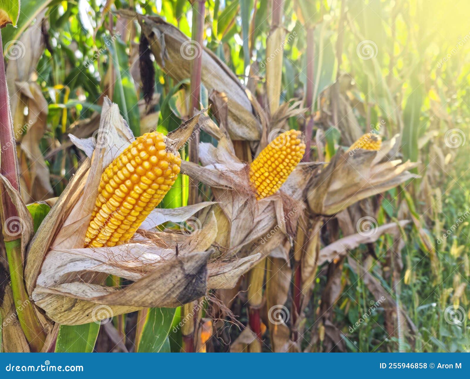 Agricultural Field of Maize, Dry Corn in Autumn before Harvest ...