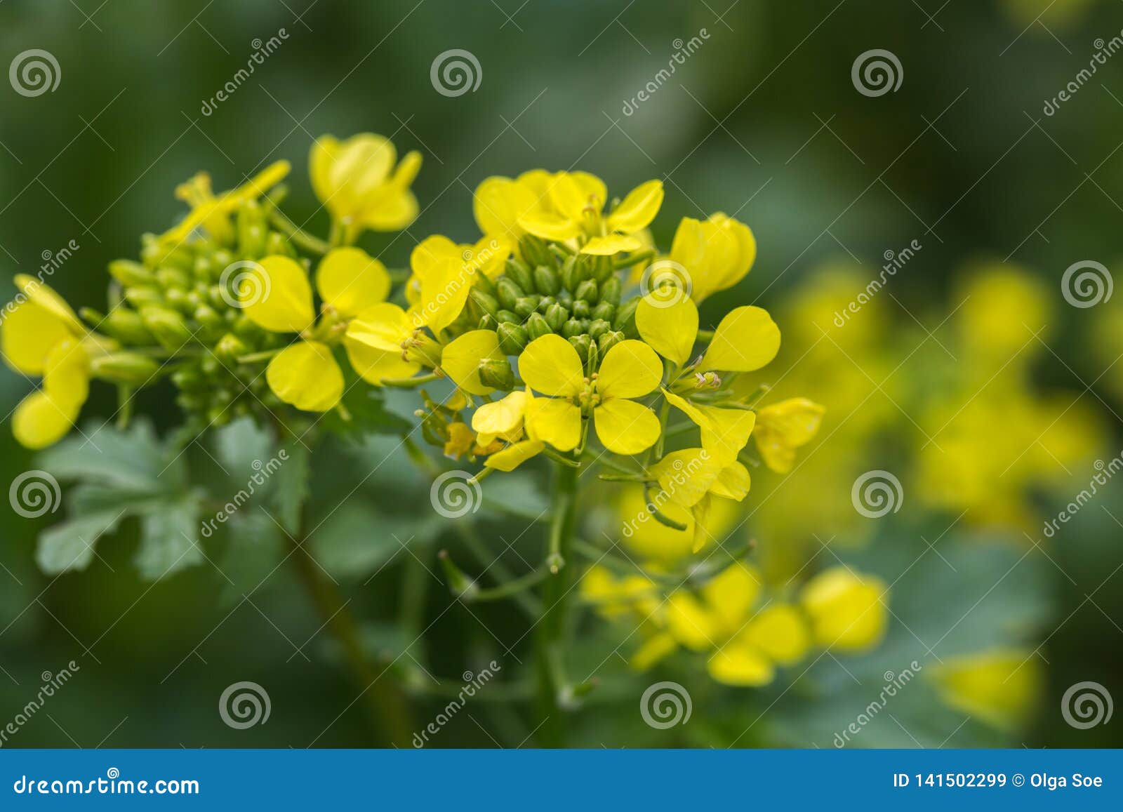 Agricultural Field and Mustard Flowers Stock Image - Image of flower ...