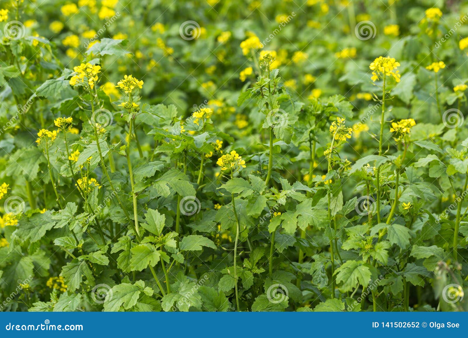 Agricultural Field and Mustard Flowers Stock Photo - Image of ...