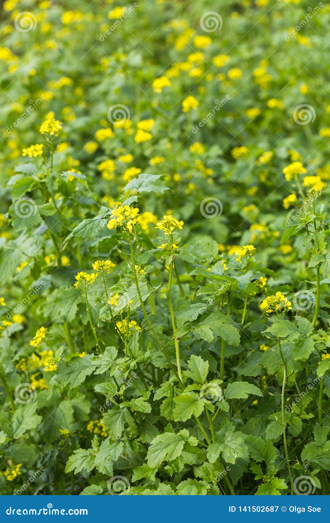 Agricultural Field and Mustard Flowers Stock Image - Image of ...
