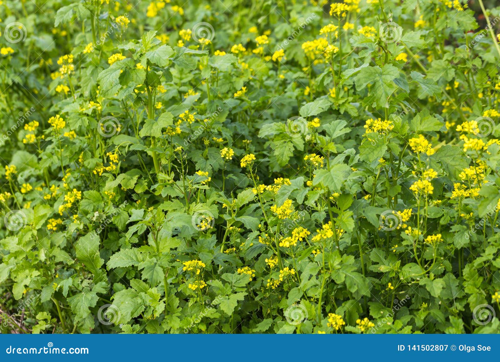 Agricultural Field and Mustard Flowers Stock Image - Image of annual ...