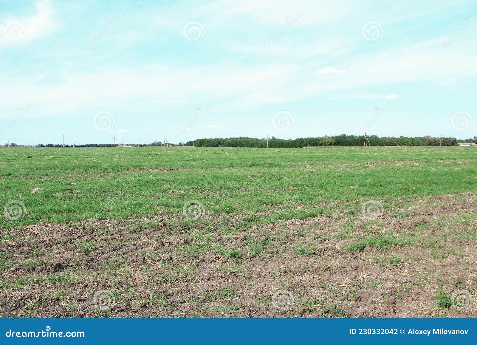 Agricultural Field Overgrown with Weed Grass Stock Photo - Image of ...