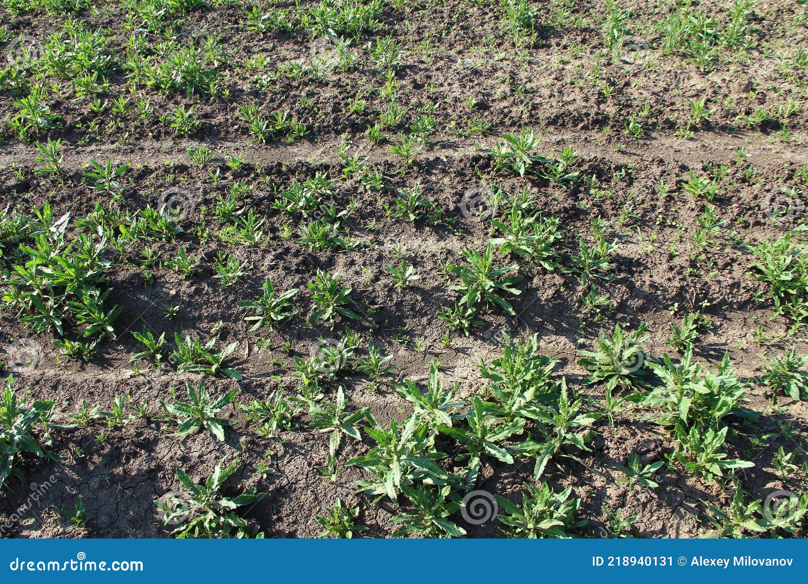 Agricultural Field Overgrown with Weeds Stock Image - Image of corn ...