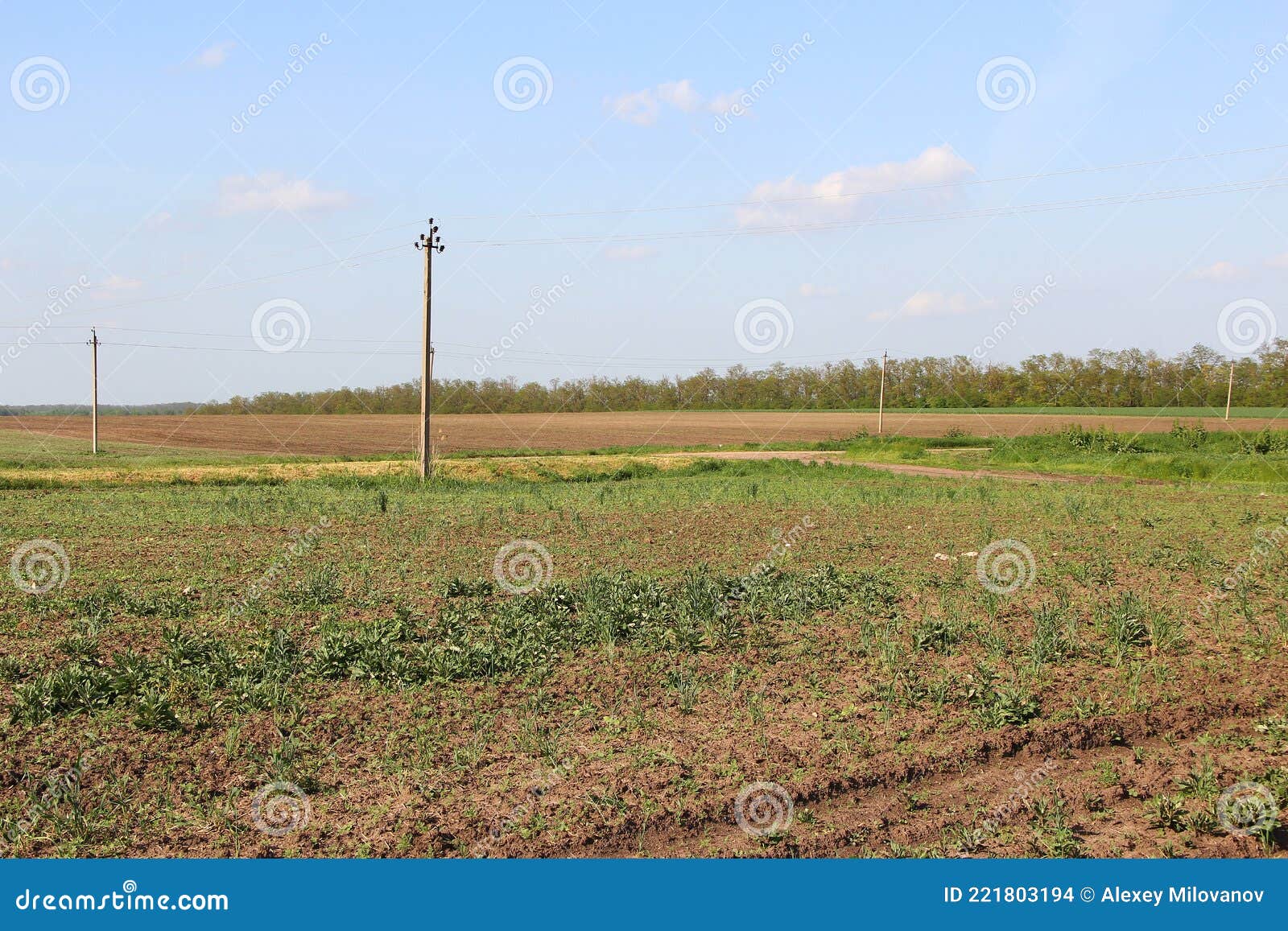 Agricultural Field Overgrown with Weeds Stock Photo - Image of corn ...