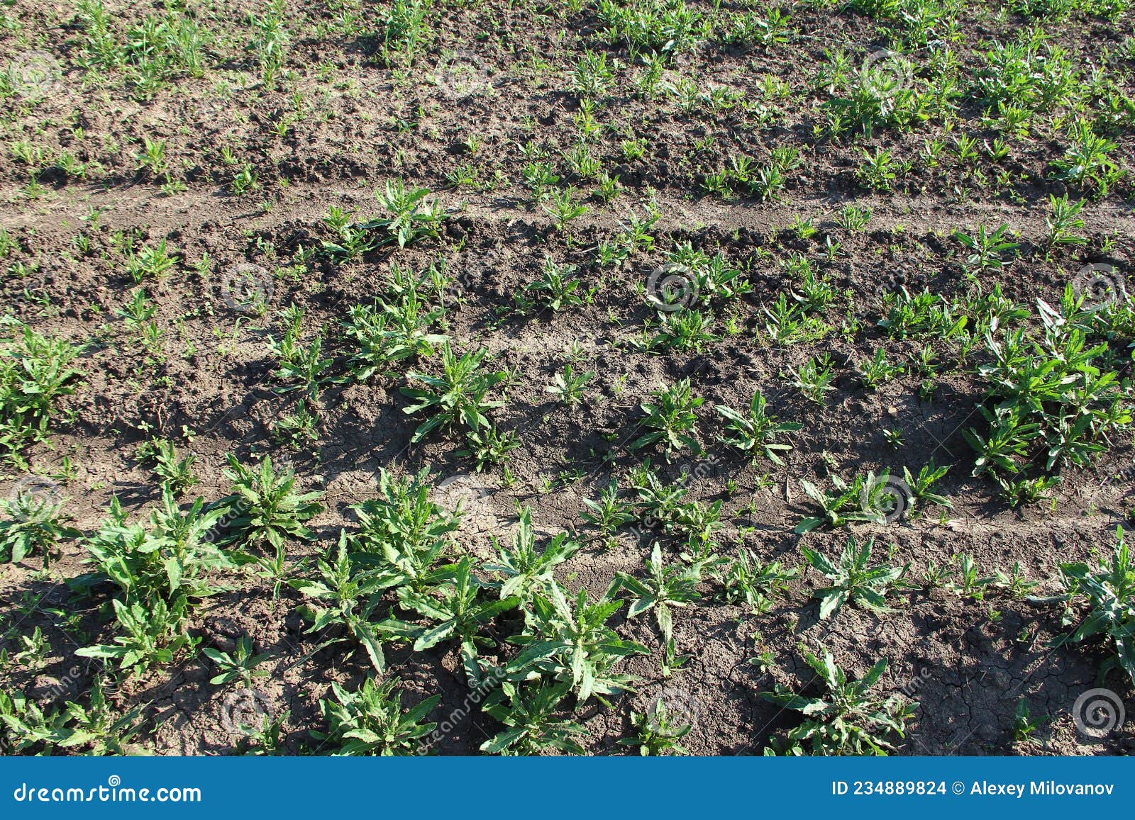 Agricultural Field Overgrown with Weeds Stock Photo - Image of corn ...