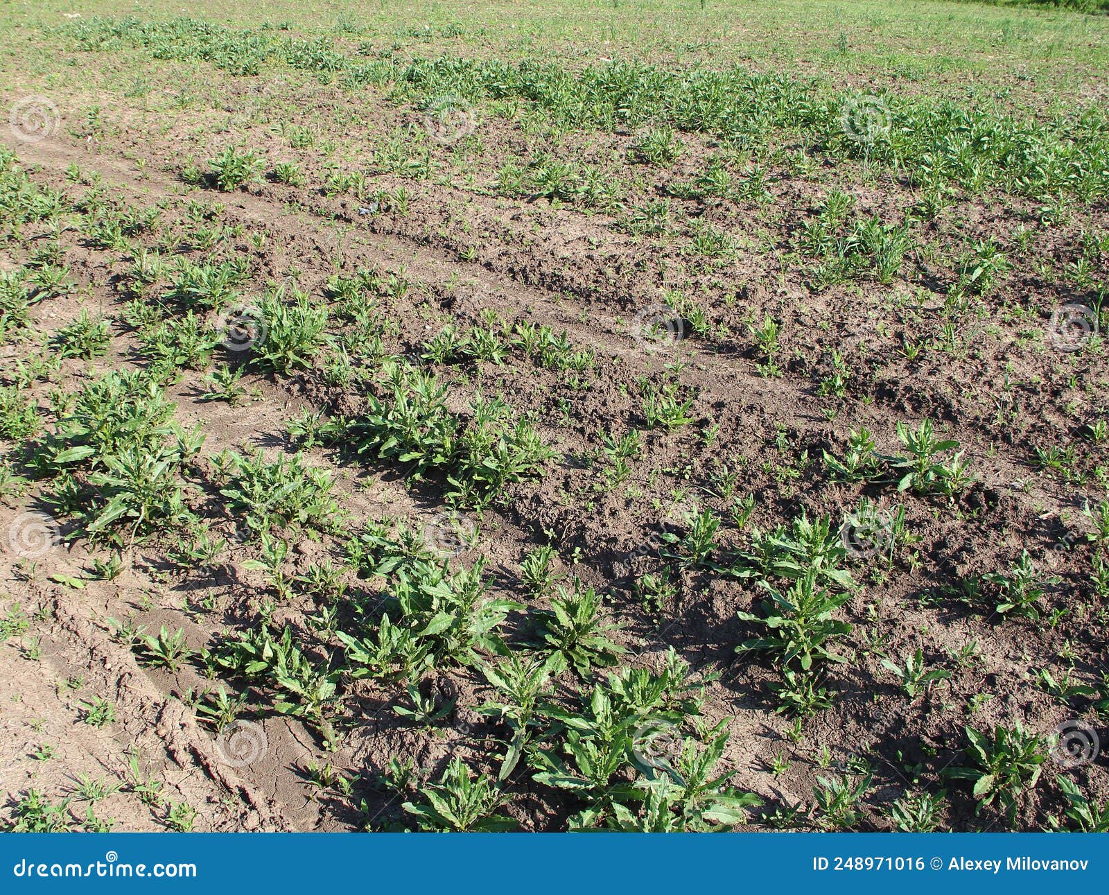 Agricultural Field Overgrown with Weeds Stock Photo - Image of impact ...