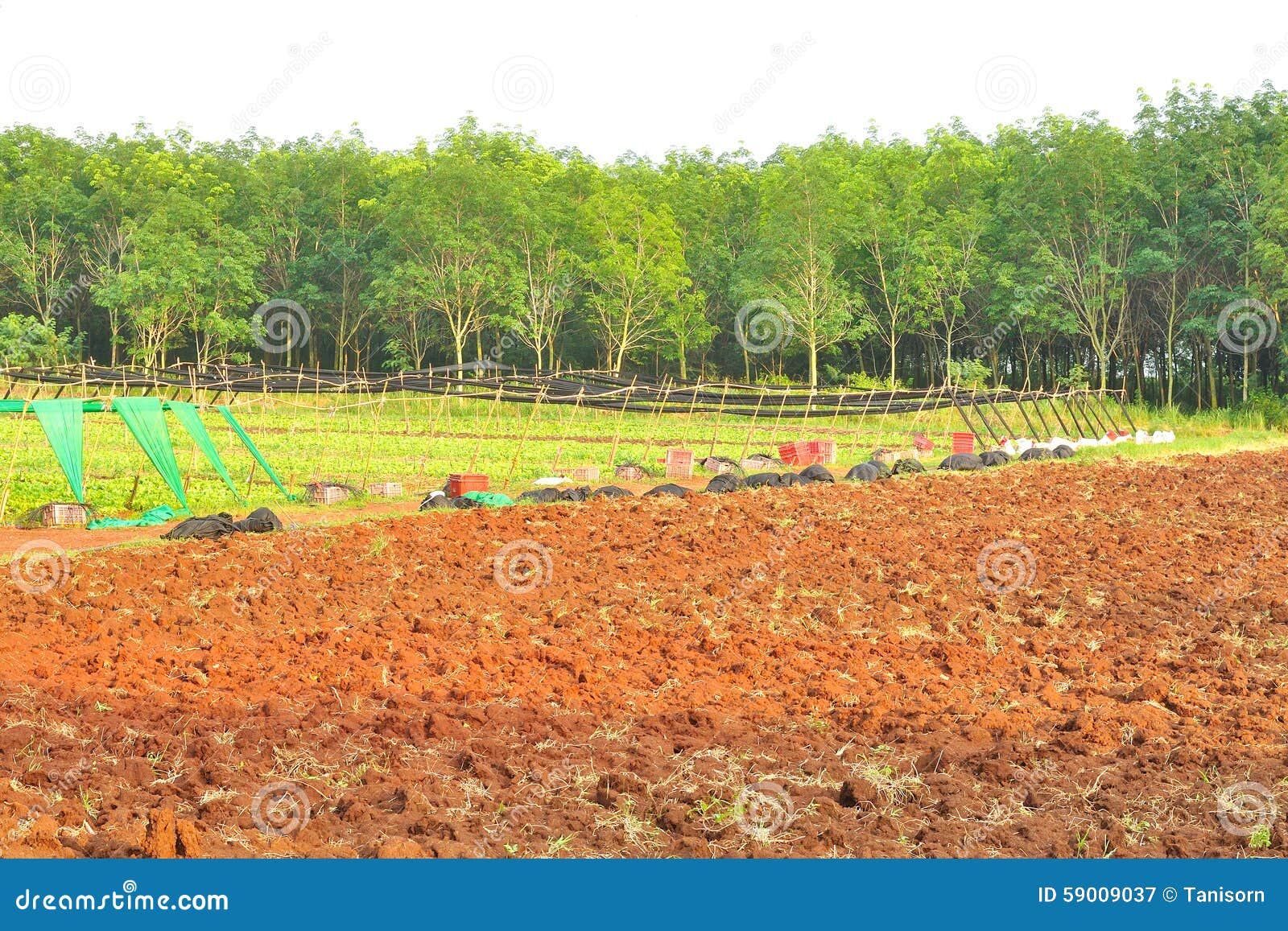 Agricultural field stock image. Image of rural, clear - 59009037