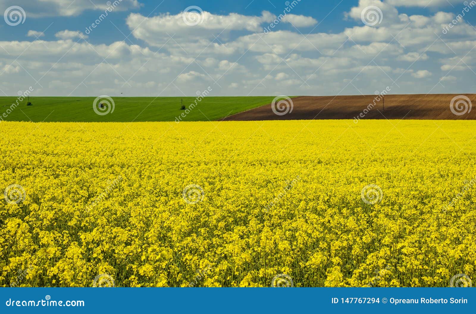 Agricultural Field with Rapeseed in Spring Stock Photo - Image of plant ...