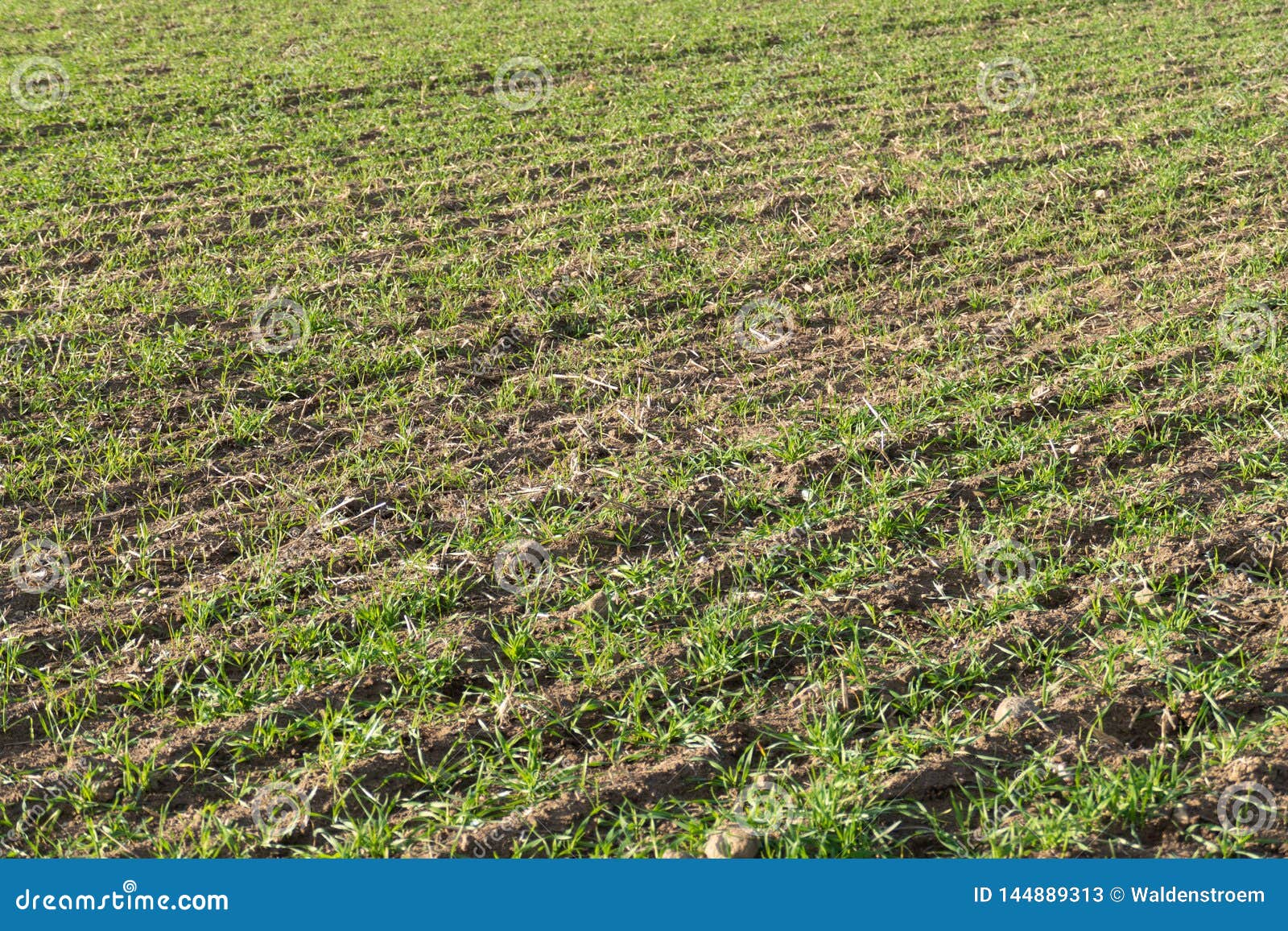 Agricultural Field with Rows of Furrows Stock Image - Image of industry ...