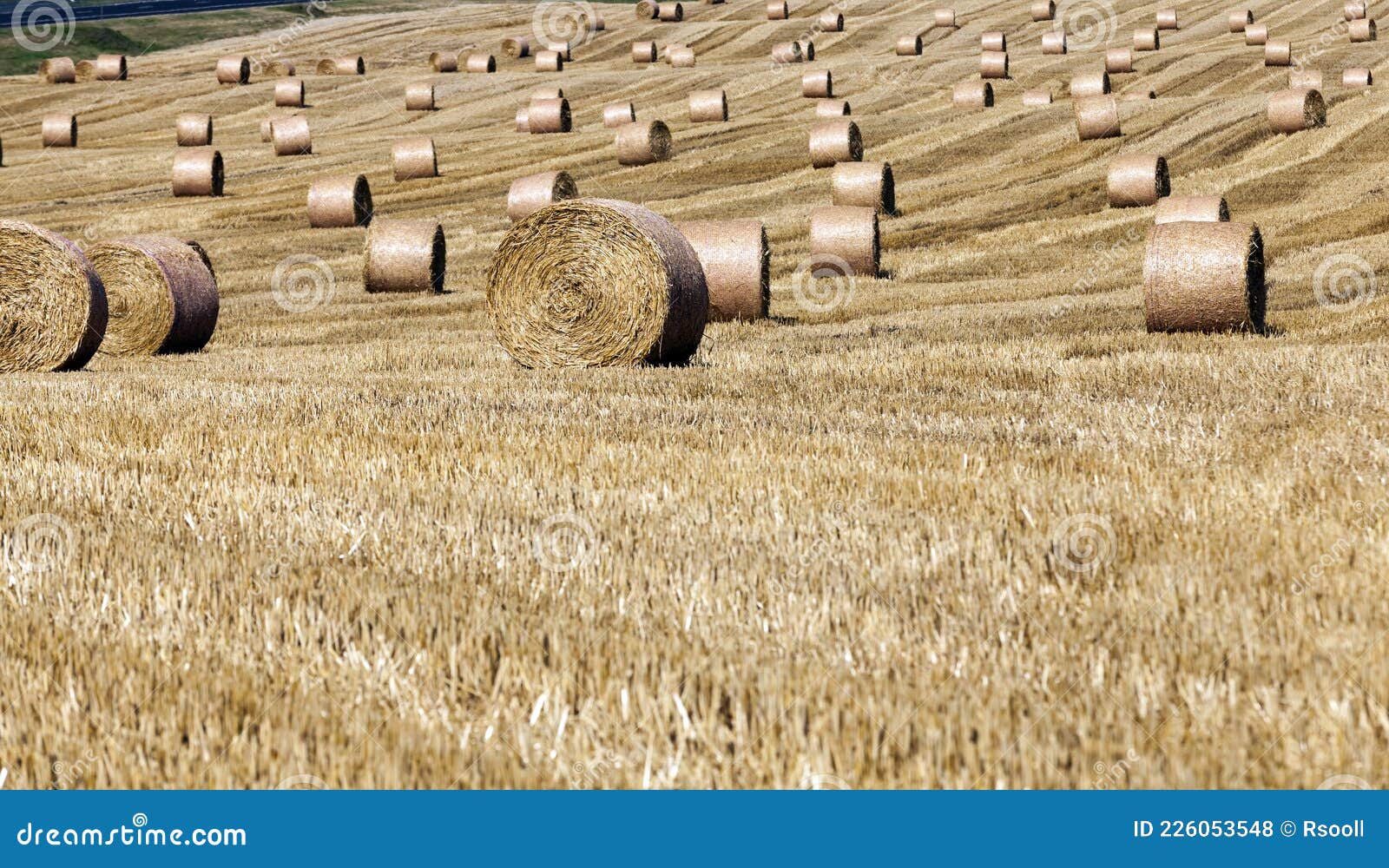 Agricultural Field with Stacks of Rye Straw Stock Photo - Image of ...