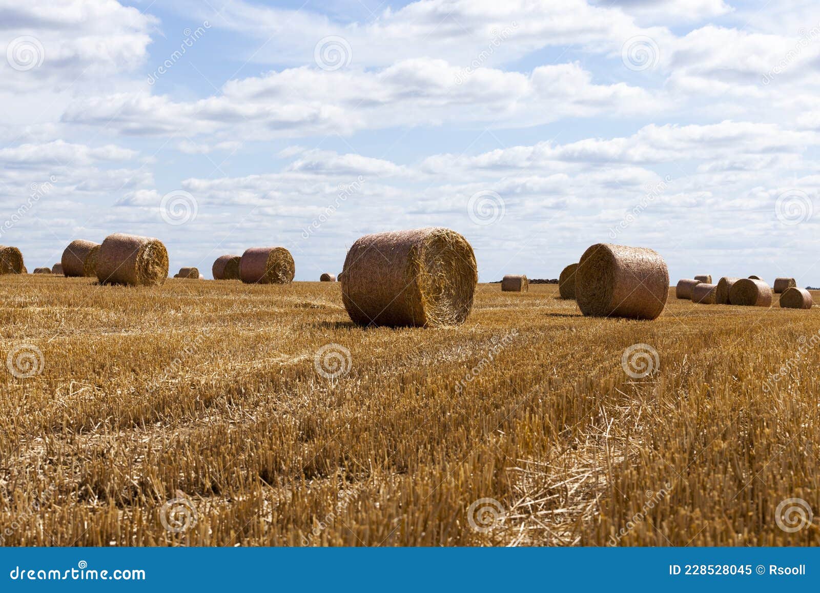 Agricultural Field with Stacks of Rye Straw Stock Image - Image of ...