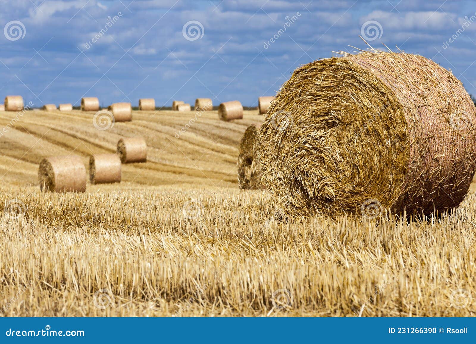 Agricultural Field with Stacks of Rye Straw Stock Photo - Image of ...