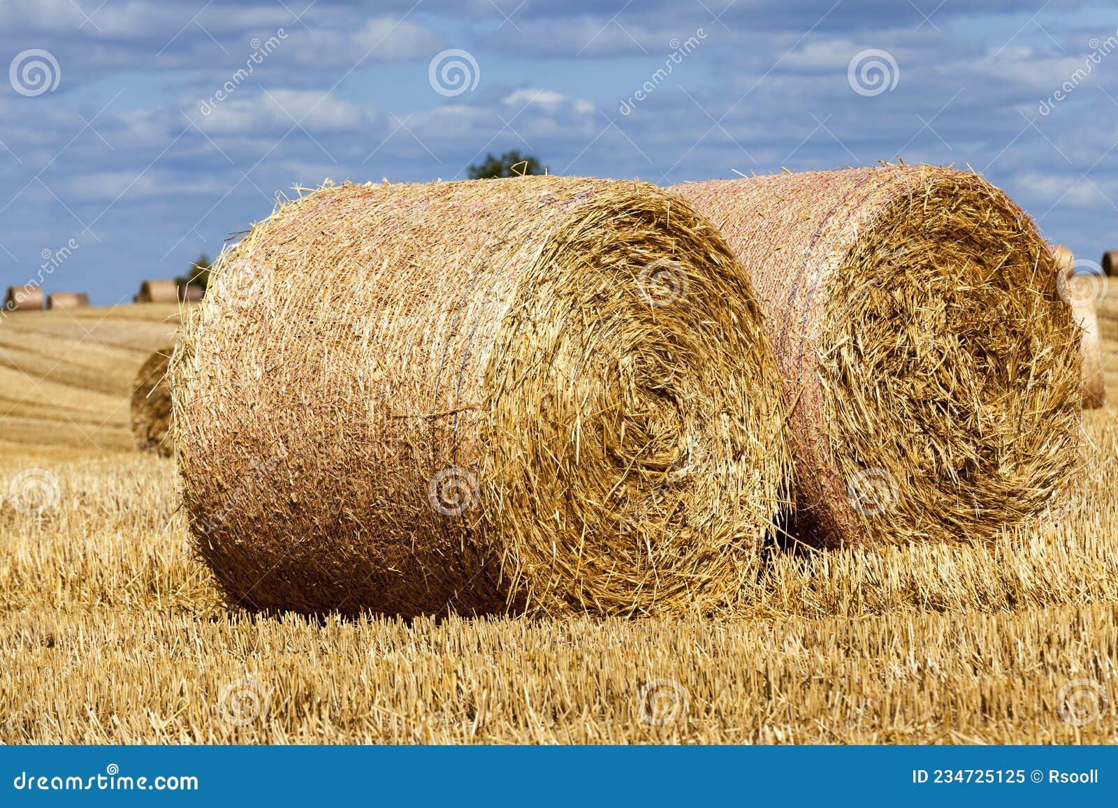 Agricultural Field with Stacks of Rye Straw Stock Image - Image of farm ...