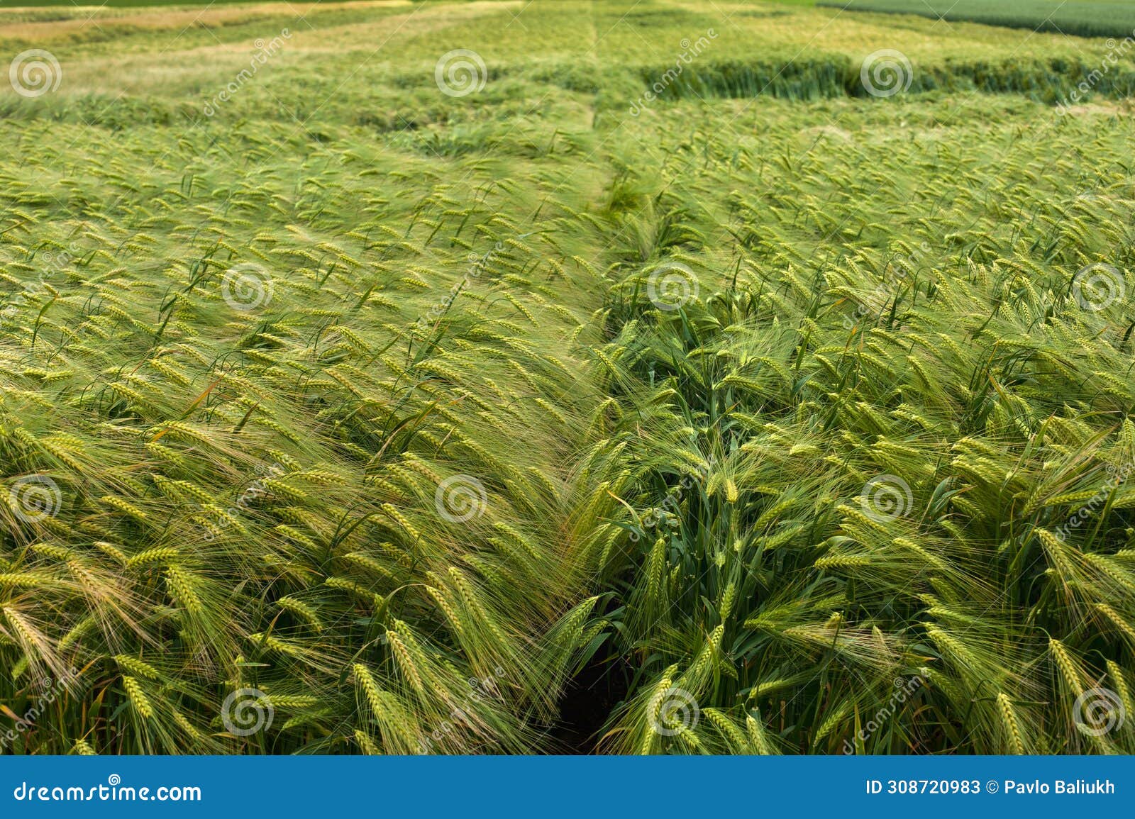 Agricultural Field with Various Grain Crops, Ears Stock Image - Image ...