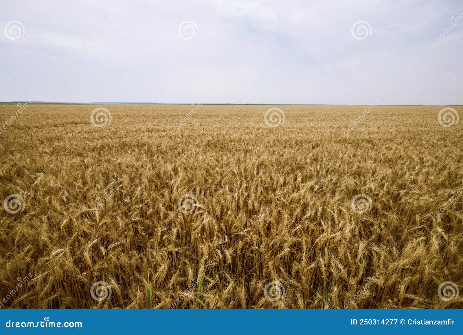 An Agricultural Field with Wheat Stock Image - Image of vegetarian ...